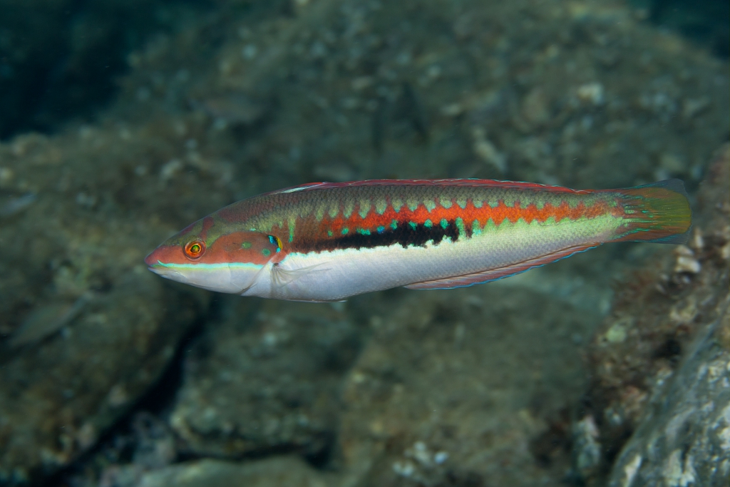 Snorkeling au Parc de Port-Cros, tout un voyage ! - ACM-CATA Formation ...
